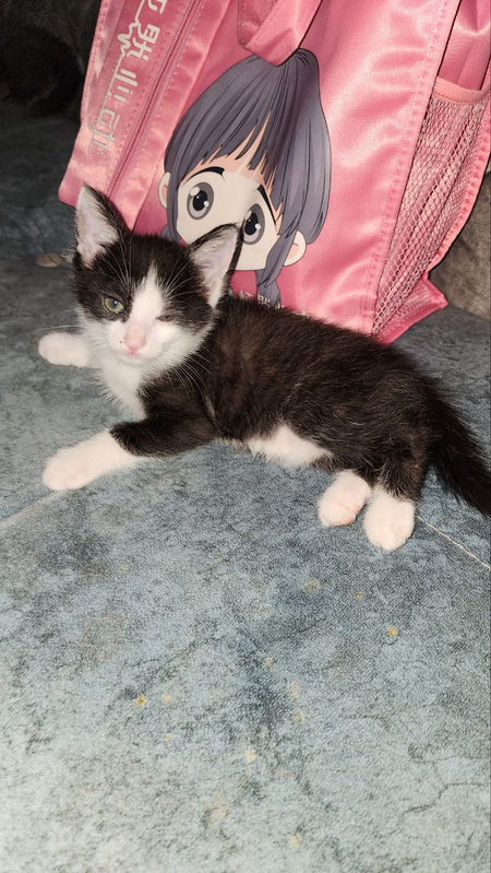 Котята 1,5 месяца