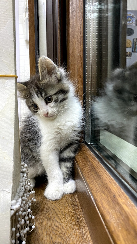 Мушукча. Котёнок.