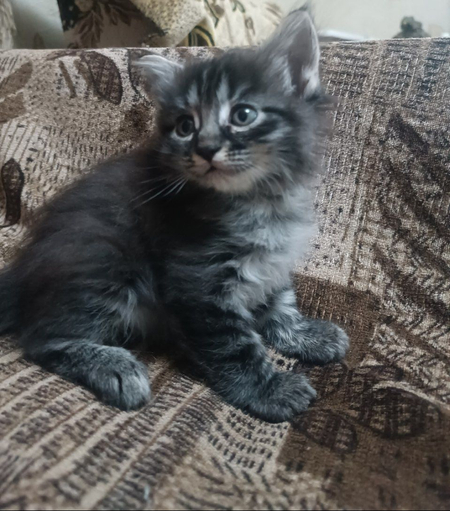 Отдам котят в хорошие руки