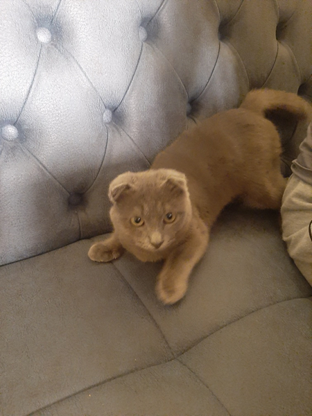 Британец  котёнок