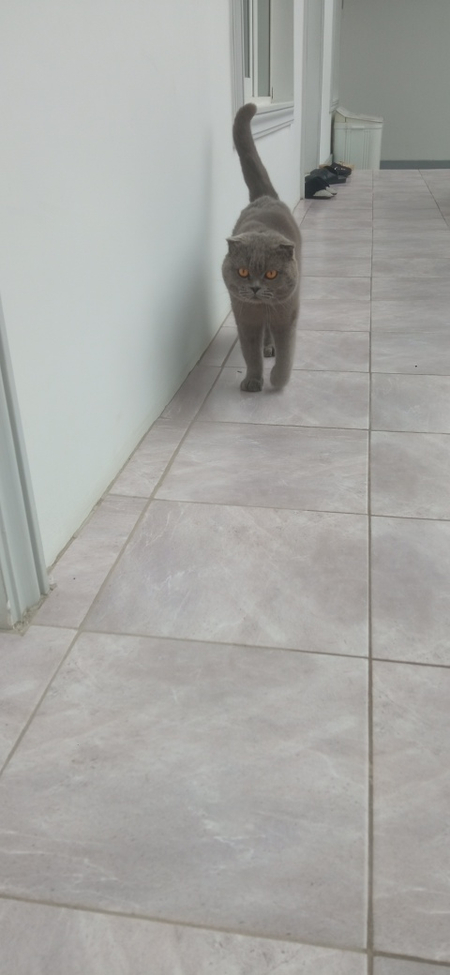 Shatlaniskiy  mushuk