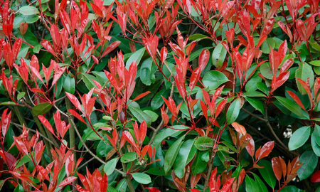 Фотиния Фразера \\\'Нана\\\' - Photinia x fraseri \\\'Nana\\\'