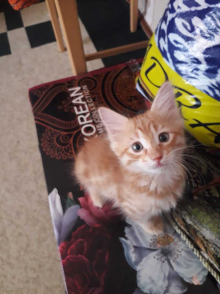 Отдам котят в хорошие руки. Бесплатно