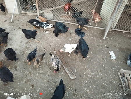 Honaki tovuqlar sotiladi hamma narsa yeyaveradi uyda boqilgan