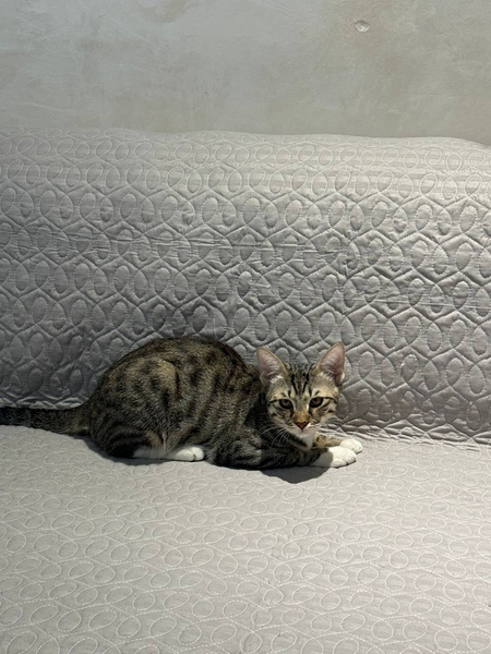 Котёнок мальчик полосатый. Привит, имеет паспорт