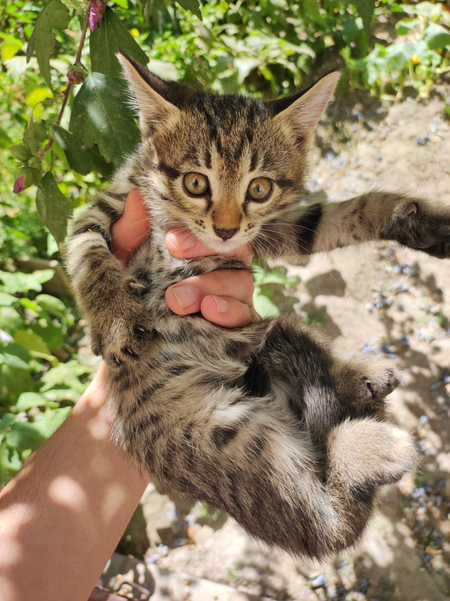 Отдам котят в хорошие руки