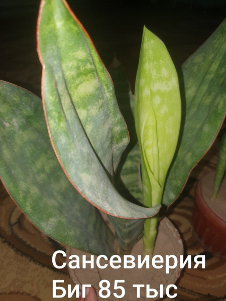 Цветок сансевиерия