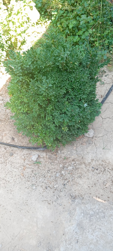 Shamshot köchatlari