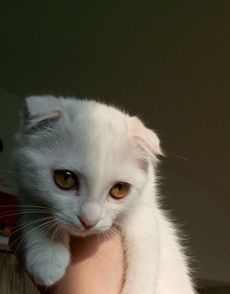 Продам вислоухих котят