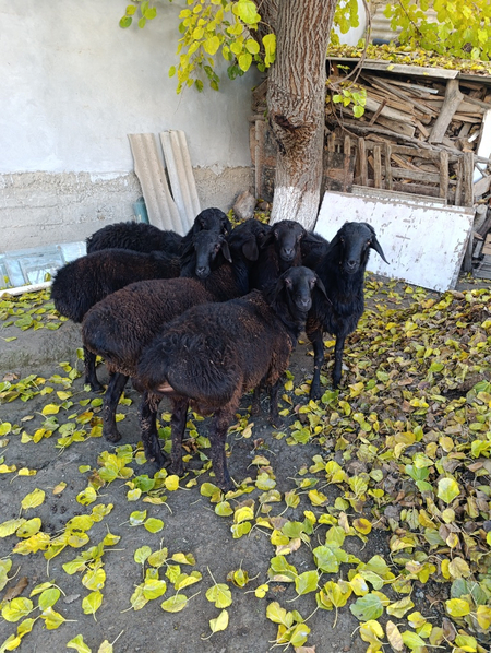 Qochqorlar sotiladi
