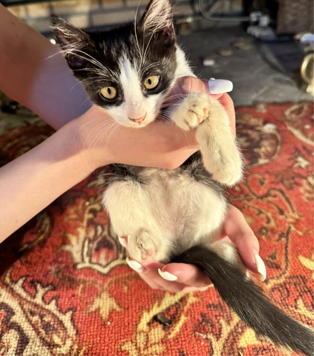 Котята даром в хорошие руки