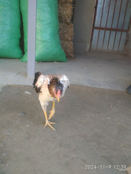 Dakan horoz sotiladi