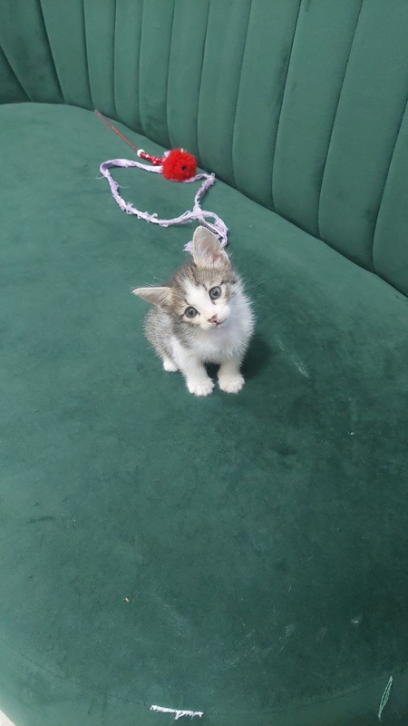 Котёнок. Возраст 1 месяц. Только в Ташкент