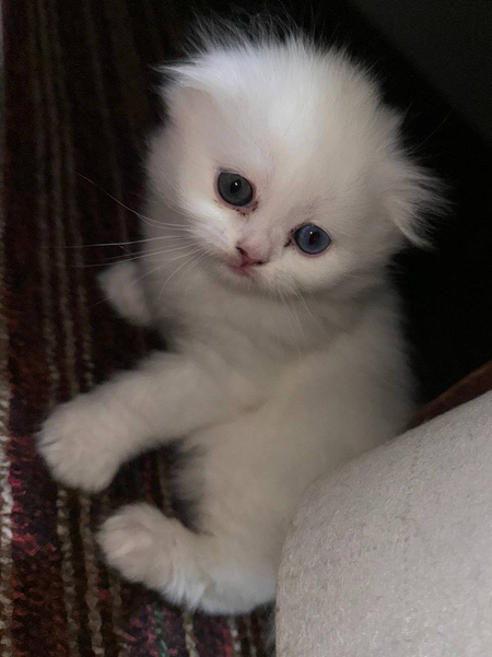 Скоттиш фолд кошка