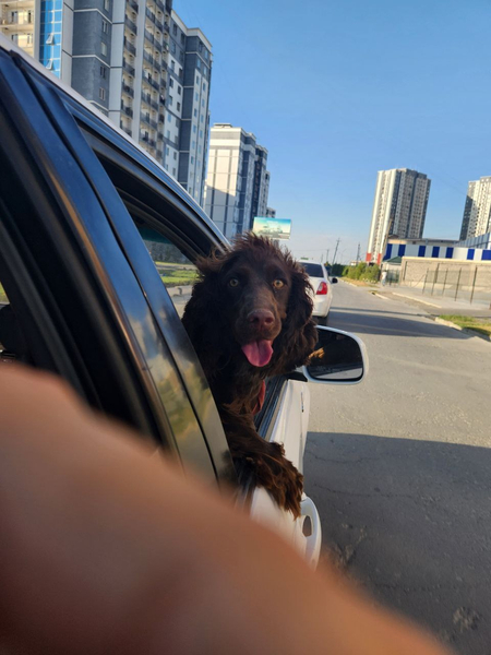 Русский кокер спаниел
