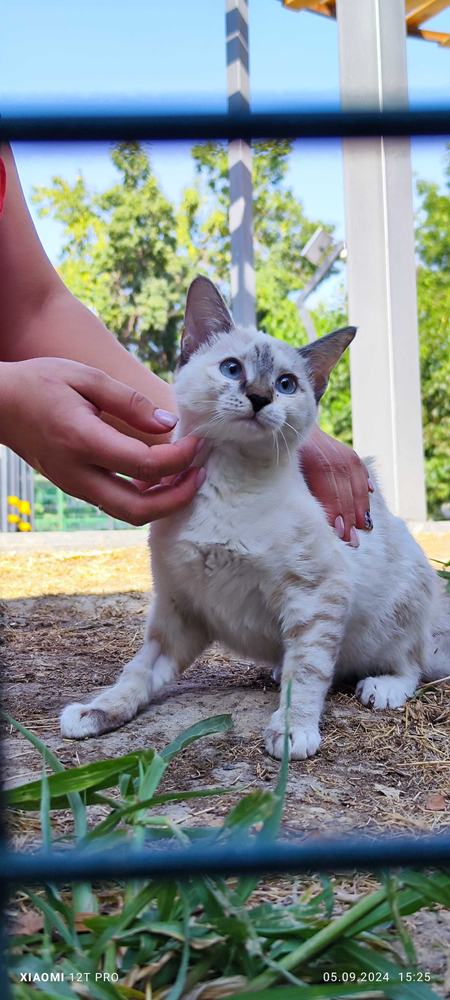 Котёнок, девочка, 5 месяцев