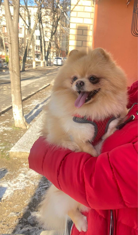 Померанский шпиц