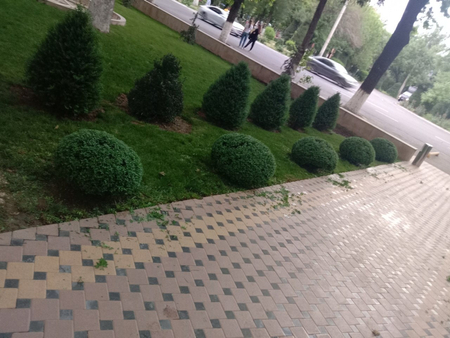 Xizmatlarimiz archa shamshod kesish arzon narxlarda