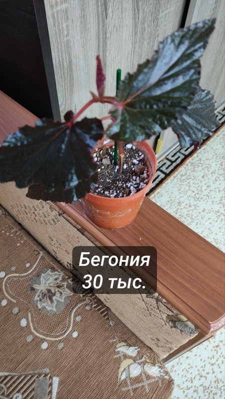 Цветы комнатные, разные