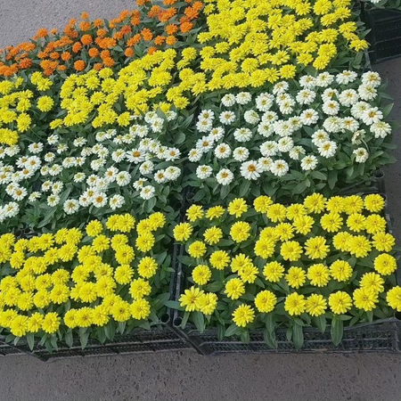 Mavsumiy gullar.