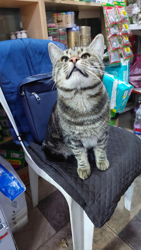 American Shorthair cat cats mushuk