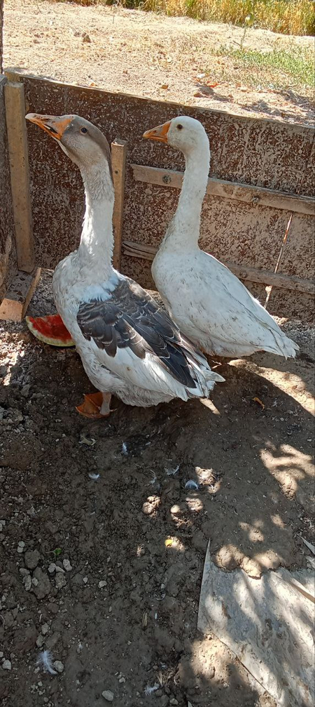 Gozla sotladi 2 ta par