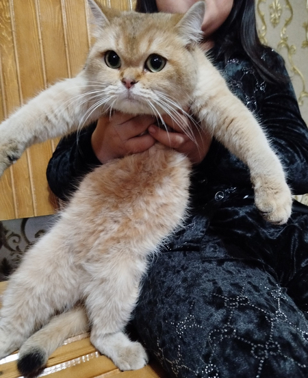 Zalatoy shinshila qizbola