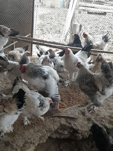 Продаются инкубационные яйца породы брама  светлая и пёстрая