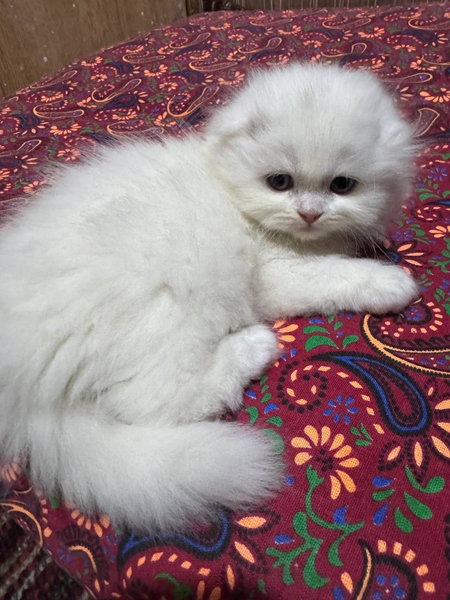 Скоттиш фолд кошка