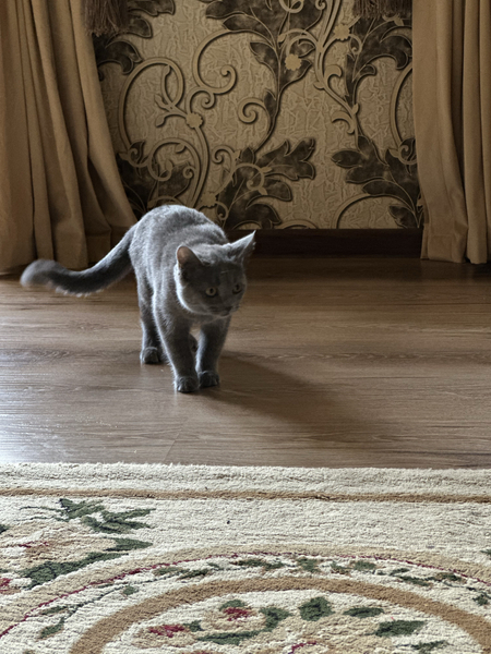 Кошка британский скоттиш страйт