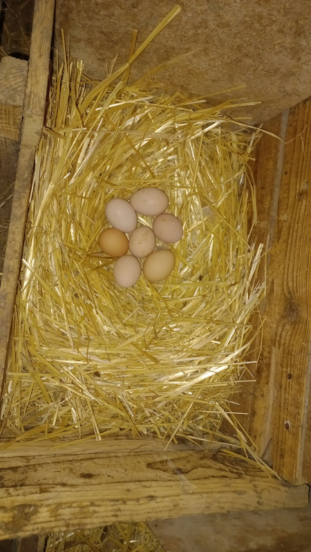 Продаётся домашние яйца.
