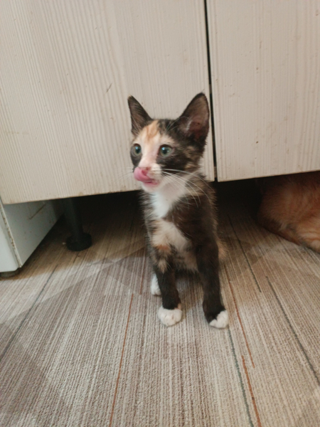 Котята в хорошие руки