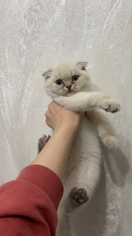scottish fold toza qon