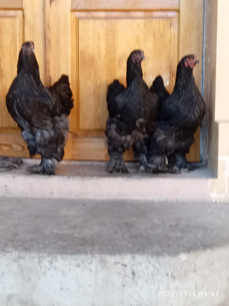 Brama gigant tovuq qora