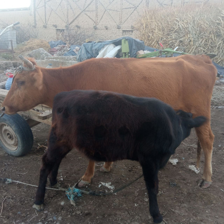 Jaydari sigir sotiladi. 3 tasi birda jackpod oladigan odamga