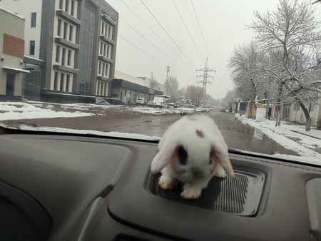 Карликовые кролики декоративные карлики