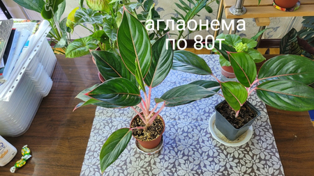 Комнатные растения