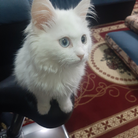 Котёнок ласковый