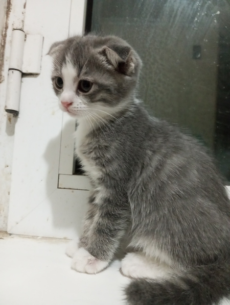 Продаются Вислоухие котята.