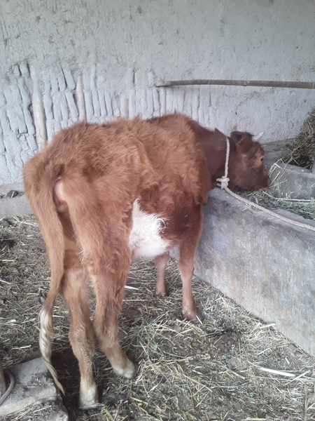 6..Oylik Bug‘oz G‘unojin Sotiladi. Buxoro Jondor