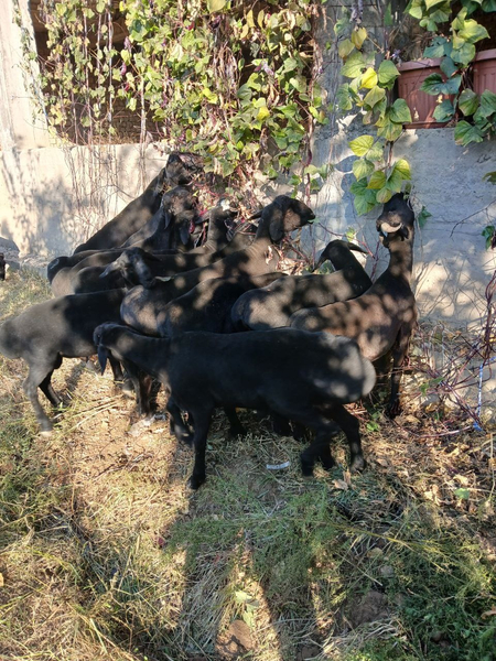 Zotdor qora qochqorla sotiladi