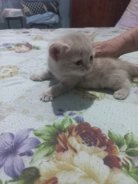 Продаются срочно Вислоухие котята Котишь фолд