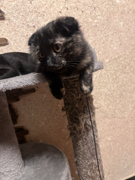 Котята 2 месяца девочка и мальчик