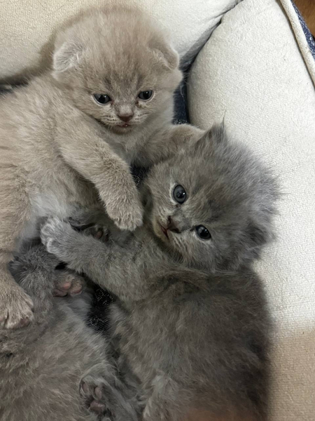 Котята золотистой шиншиллы страйт