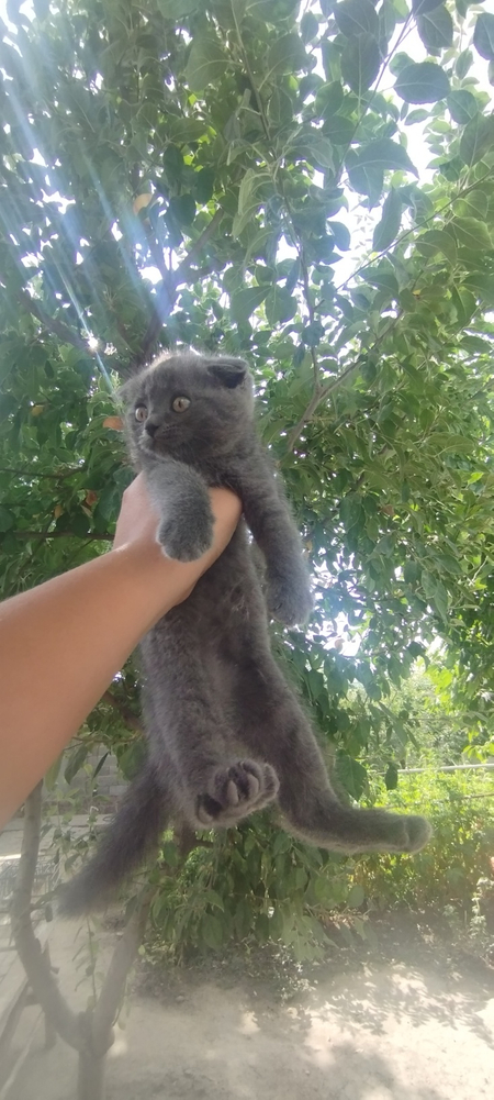 Кошки чиста кровные Scottish fold и stray