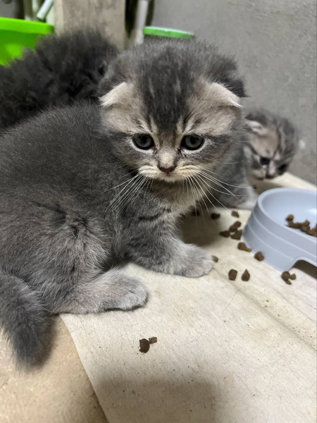 mushuk, scottish fold