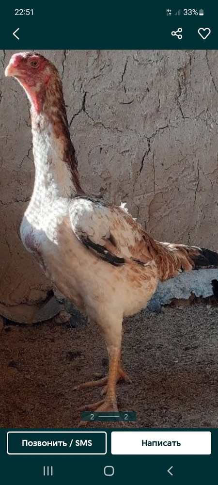 карейский тоза шамо зотли кулаги тухумлари сотилади