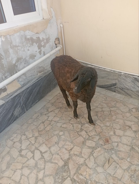Moda barra sotiladi
