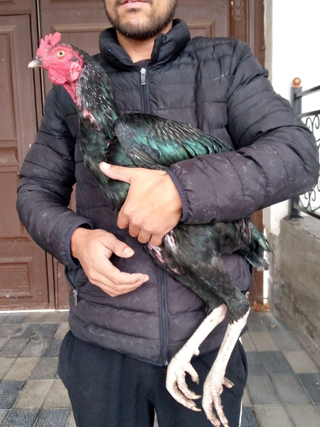 Дакан жужа хуроз сотилади
