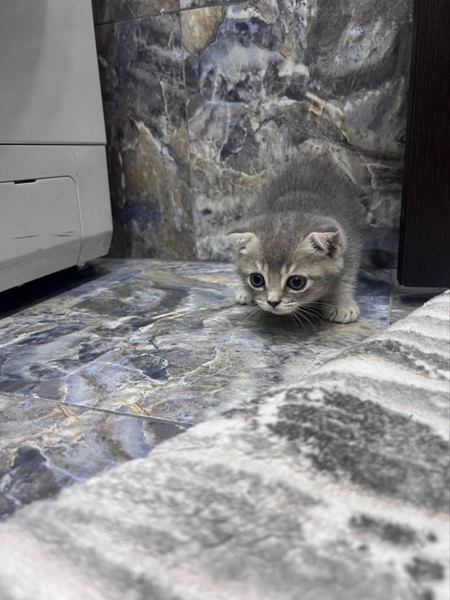 Котёнок скоттиш фолд